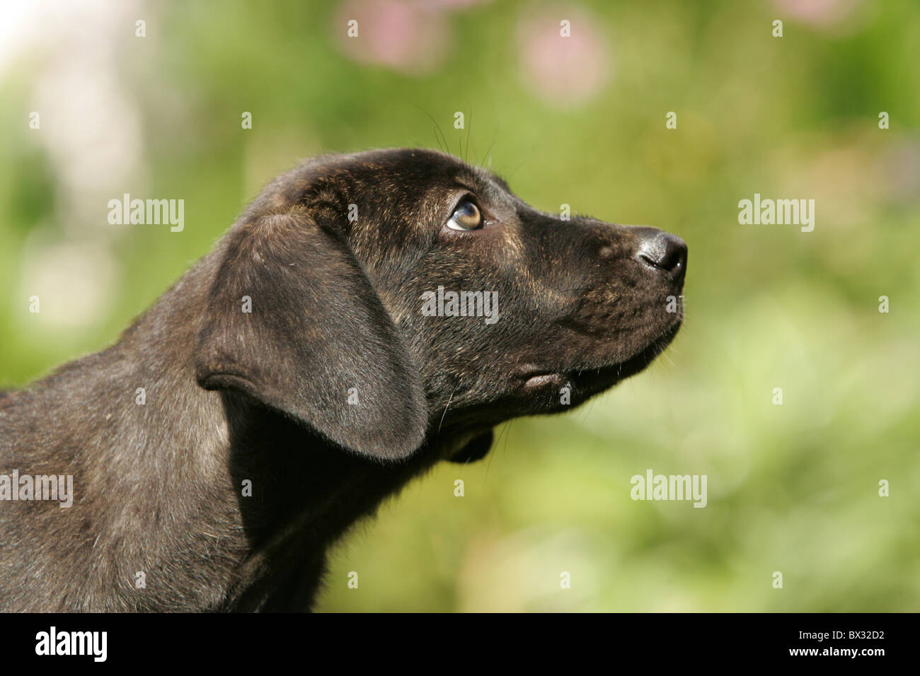 Cao de Castro Laboreiro Puppy Stock Photo - Alamy