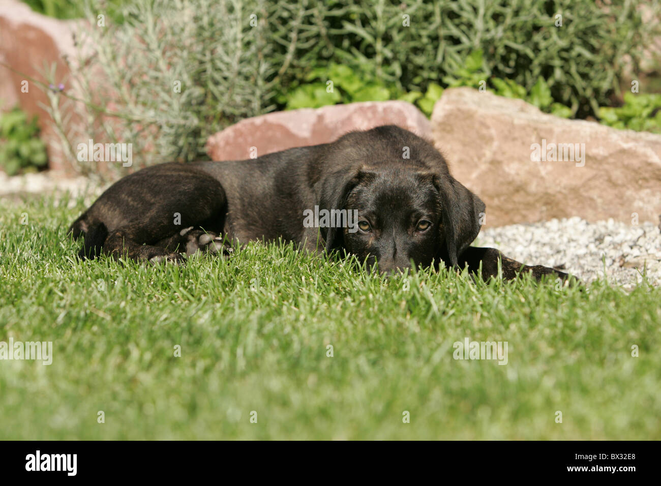 Cao de Castro Laboreiro Puppy Stock Photo - Alamy