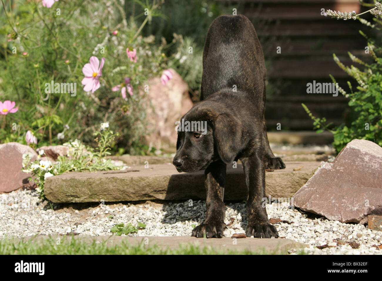Cao de Castro Laboreiro Puppy Stock Photo - Alamy