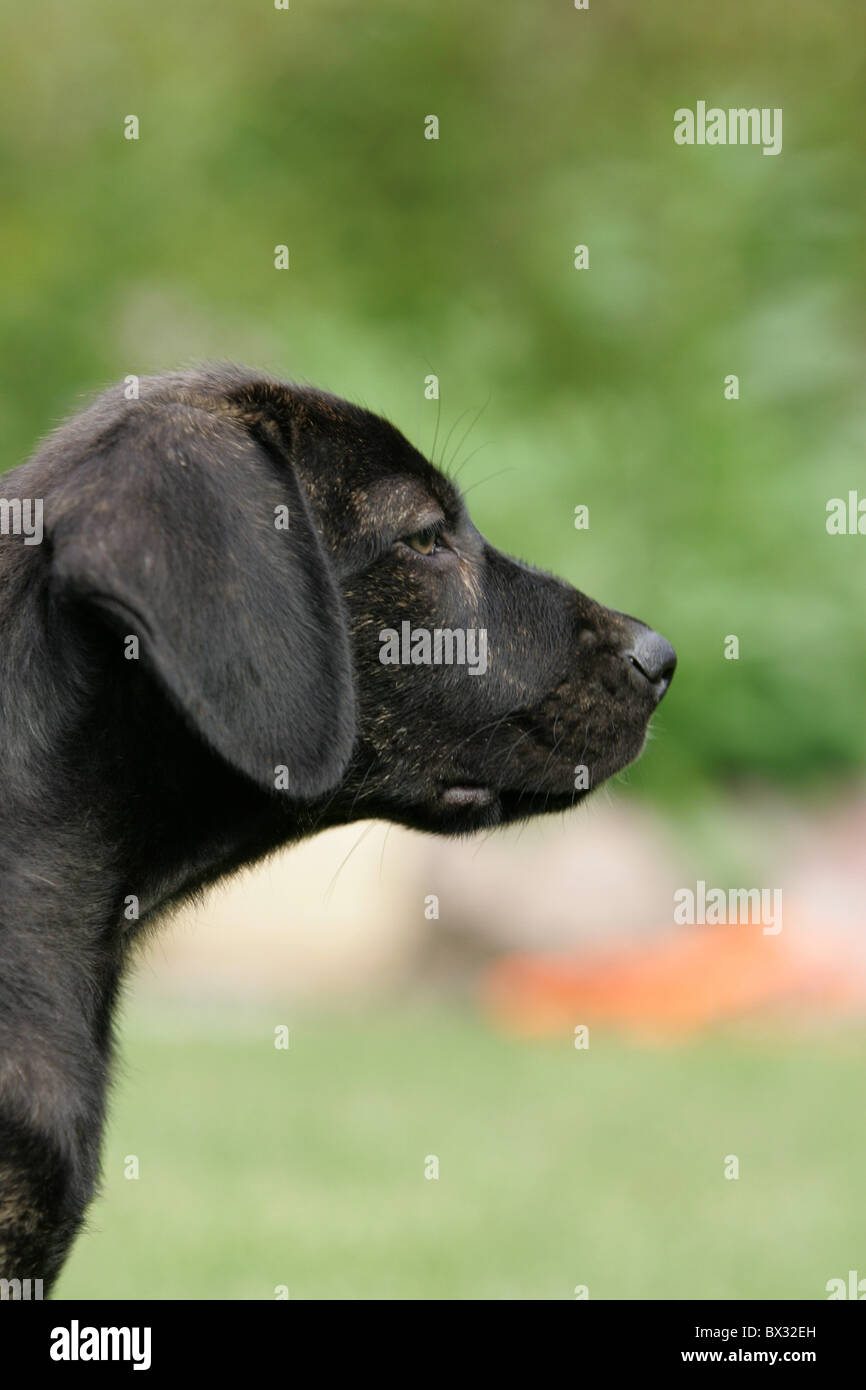 Cao de Castro Laboreiro Puppy Stock Photo - Alamy