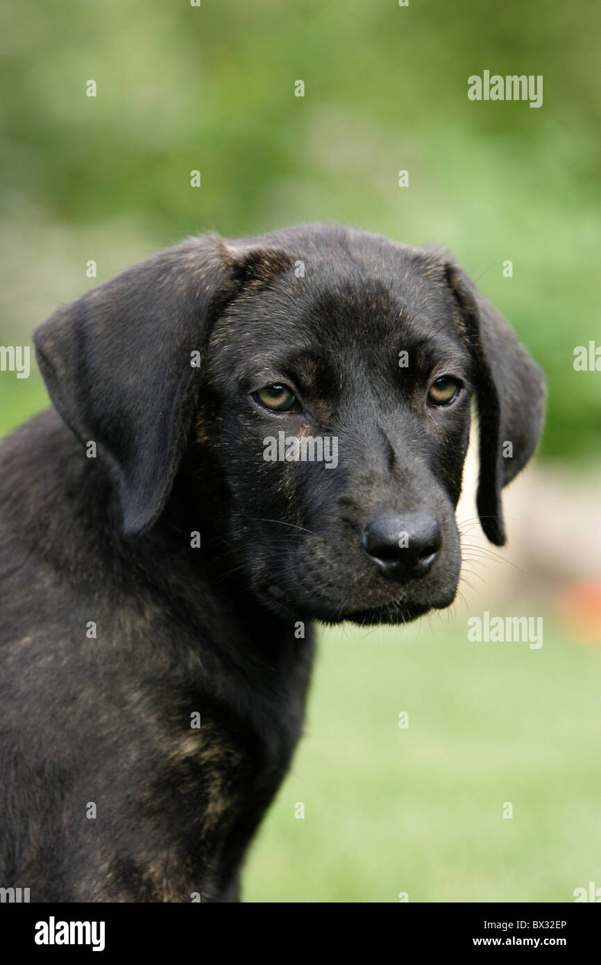 Cao de Castro Laboreiro Puppy Stock Photo - Alamy