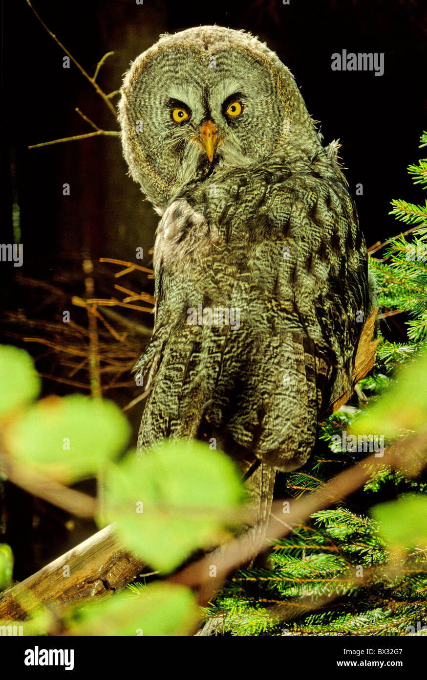 beard owl Strix nebulosa owl owl bird birds animals animal Stock Photo ...