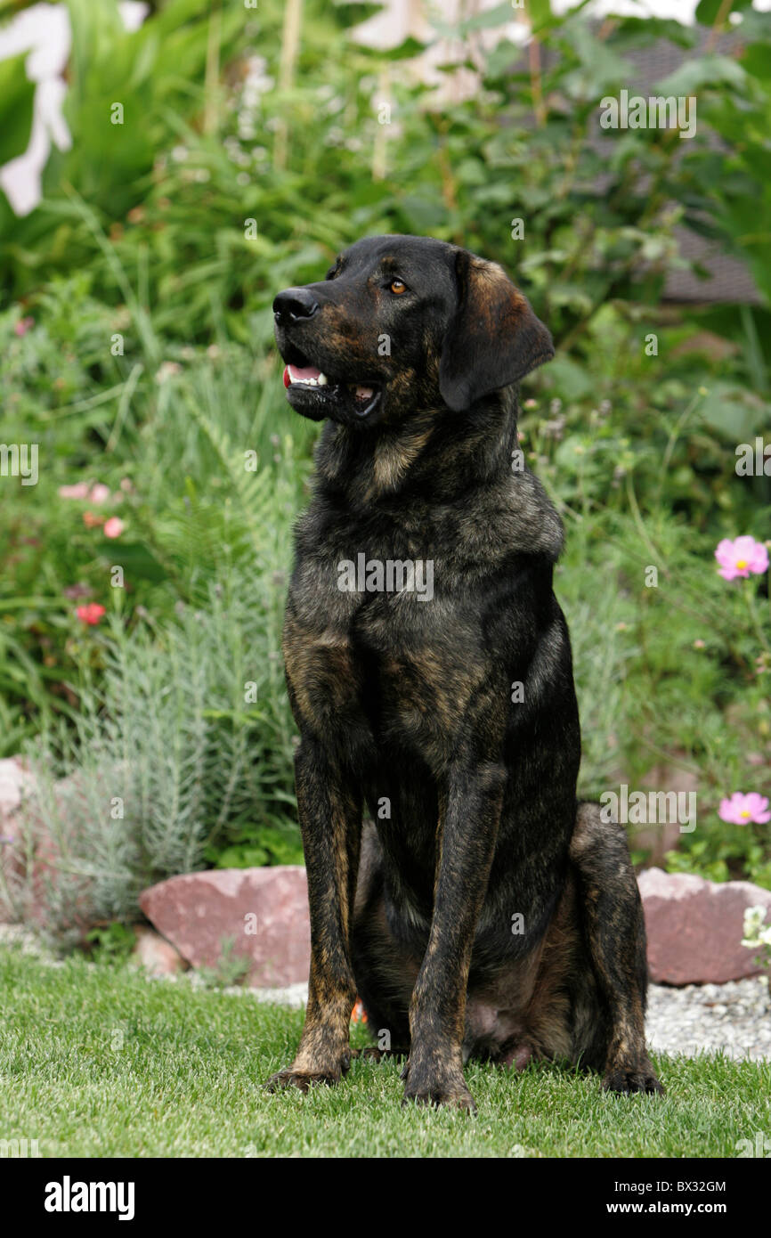 Cao de castro laboreiro hi-res stock photography and images - Alamy