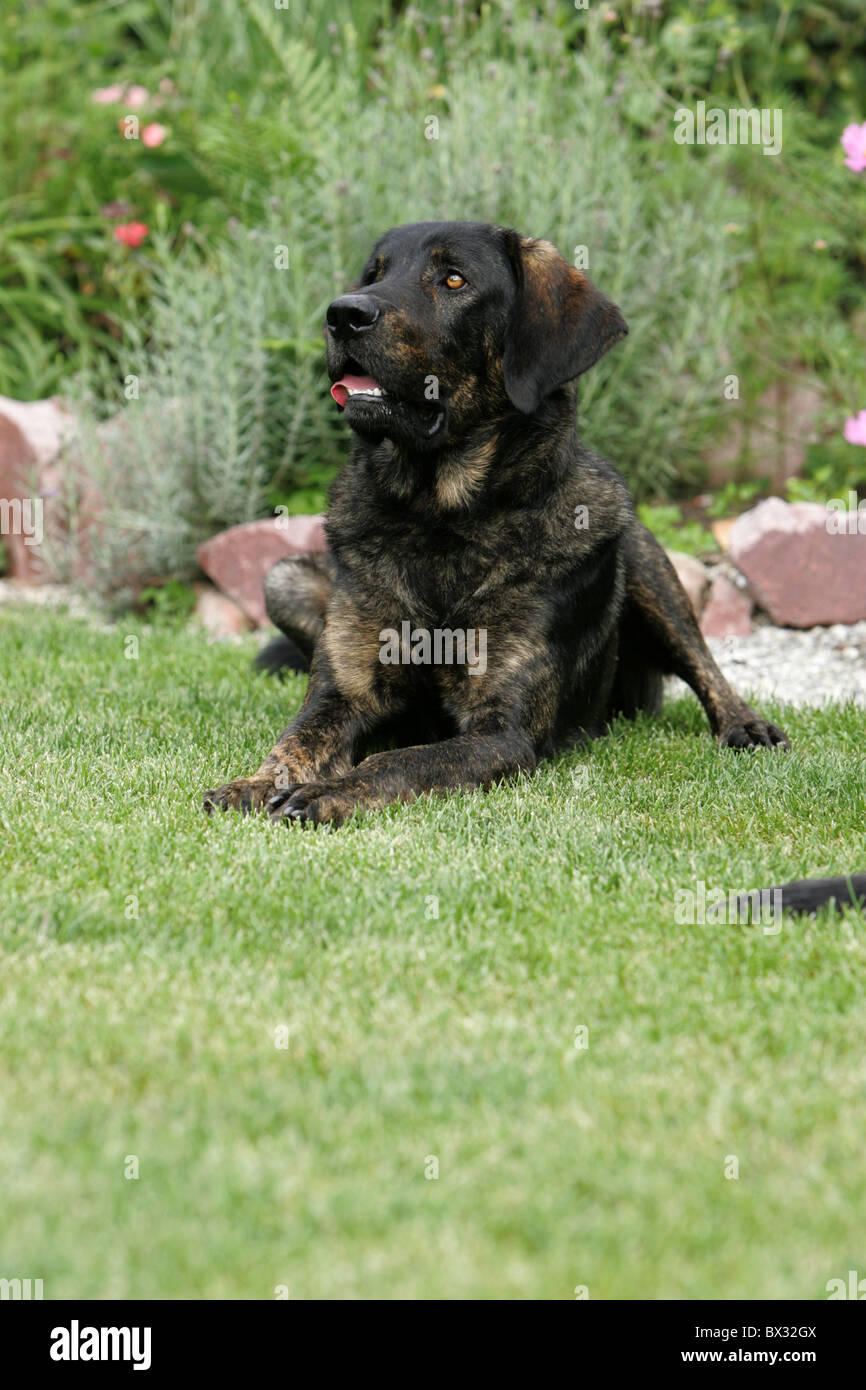 What Is The Origin Of The Cao De Castro Laboreiro