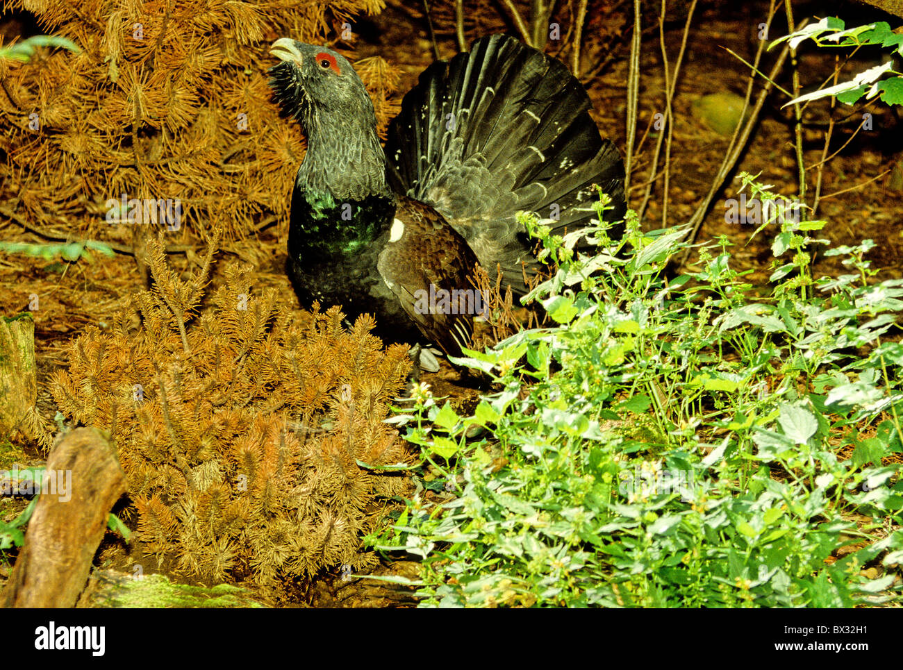 wood grouse wood cock Tetrao urogallus bird birds animals animal Stock ...