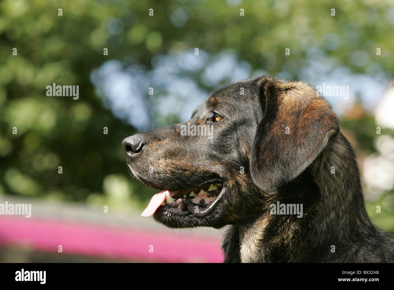 Cao de Castro Laboreiro Portrait Stock Photo - Alamy