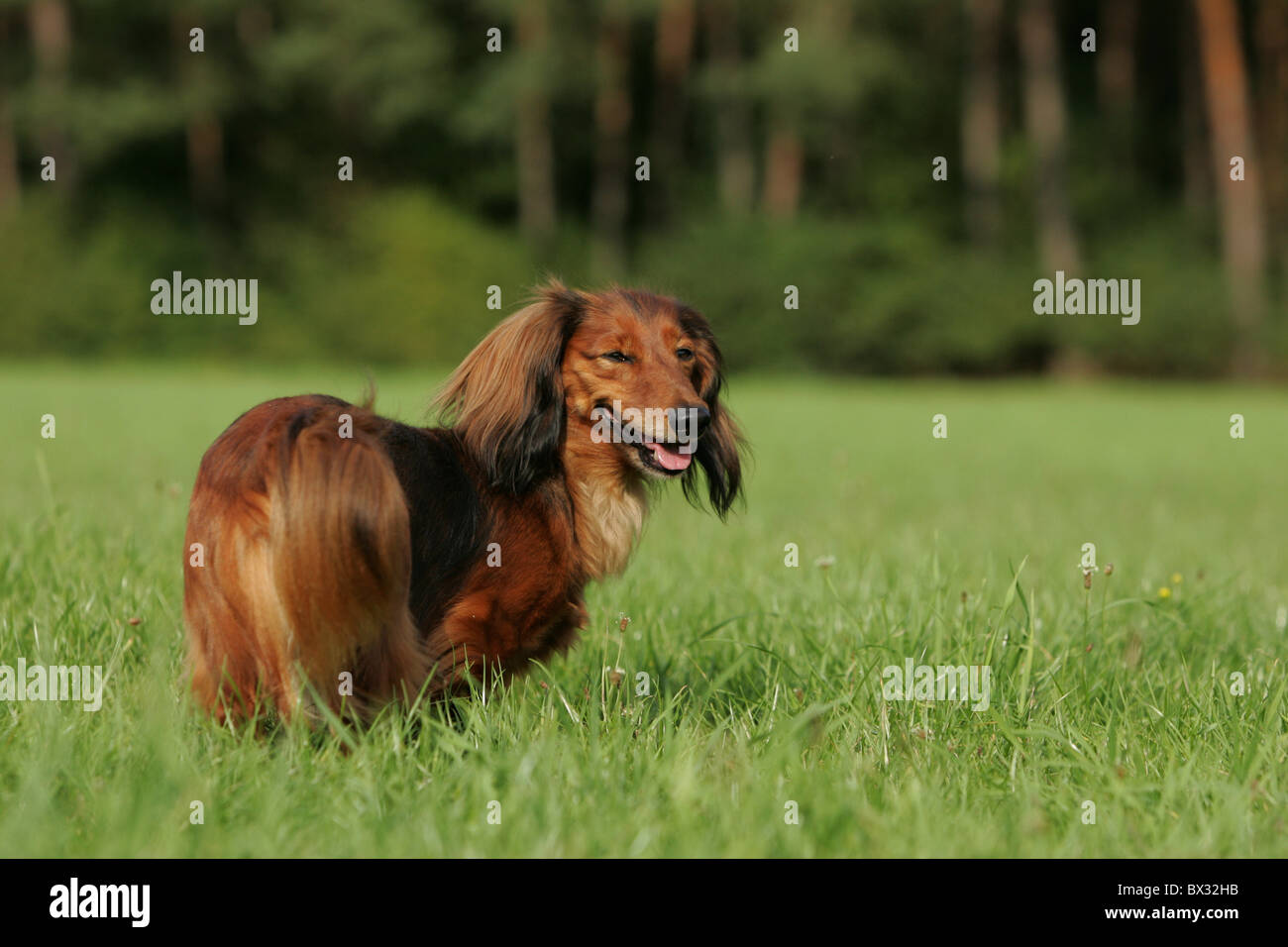 Teckel hunting hi-res stock photography and images - Alamy