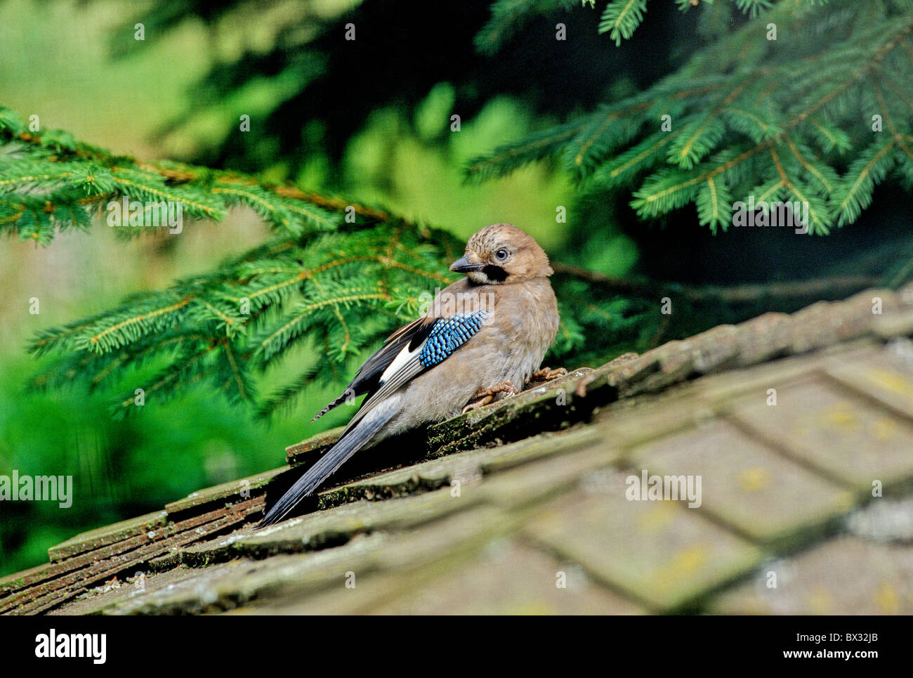 jays Garrulus glandarius bird birds animals animal Stock Photo - Alamy