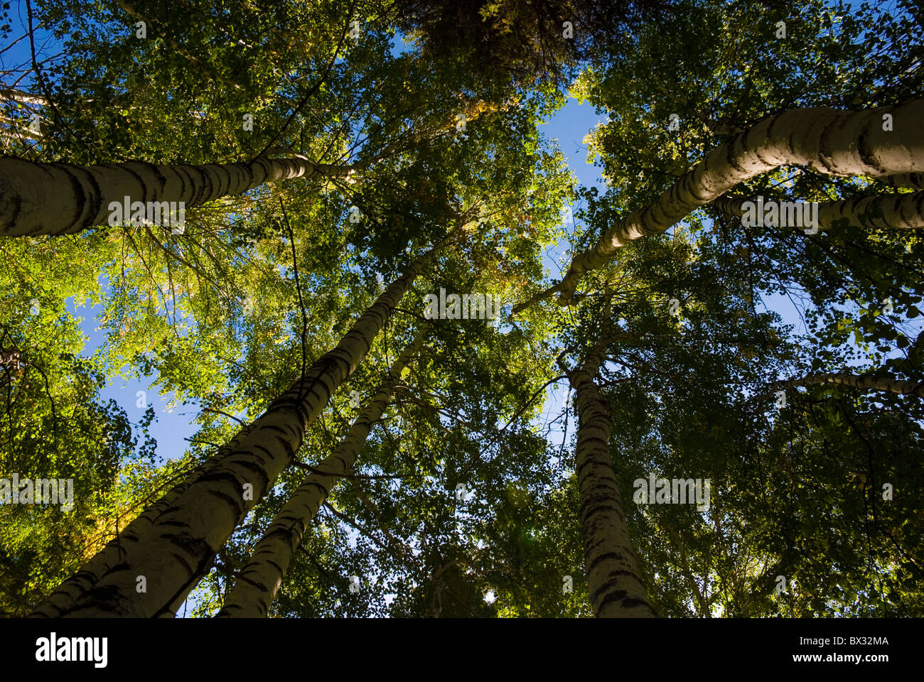 Worm's eye view of birch trees in Hemu, Northern Xinjiang, China Stock ...