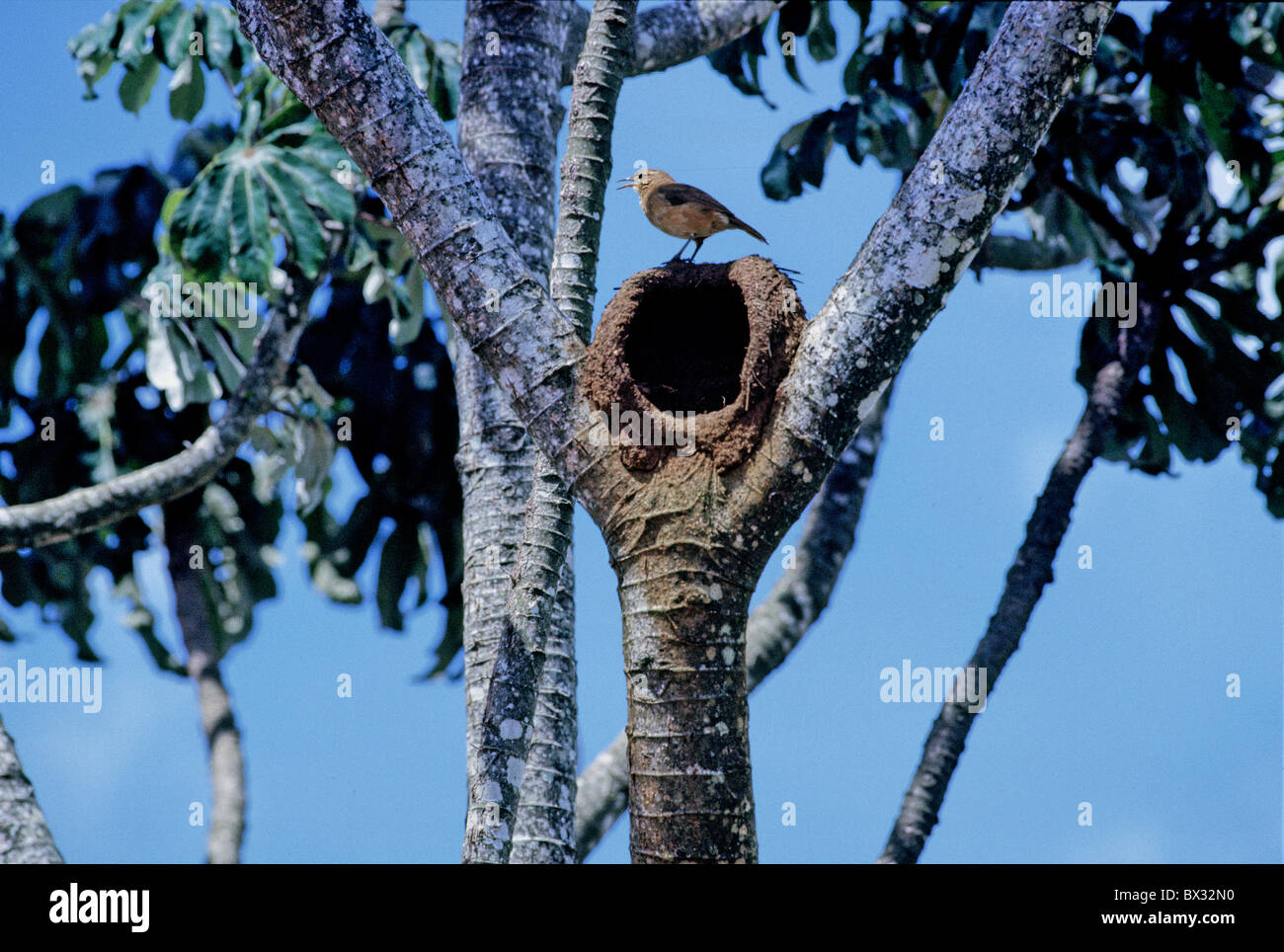 bird singing songbird nest bird nest tree Stock Photo - Alamy