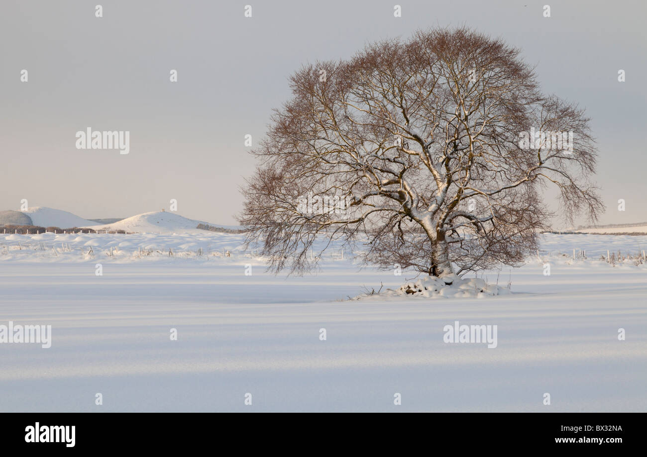 Lone tree in a snowy field with Dunideer hill fort in the distance ...