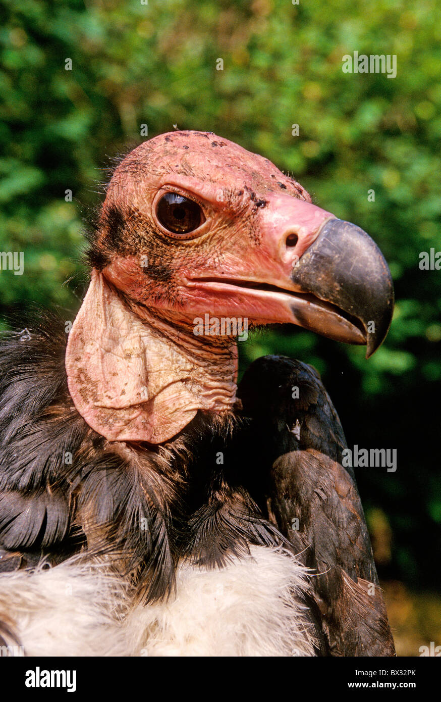 cloth vultures bald head vultures Sarcogyps calvus portrait vulture ...