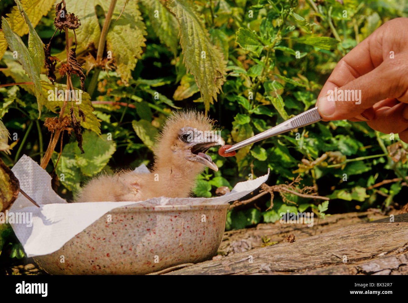 Guirre dirt vulture Neophron percnopterus percnopterus vulture young ...