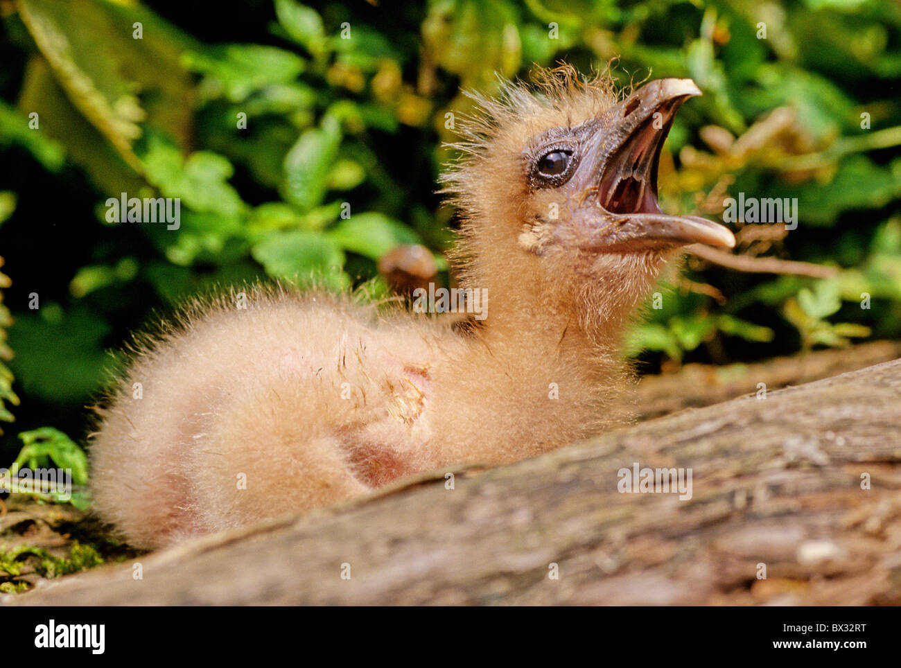 Guirre dirt vulture Neophron percnopterus percnopterus vulture young ...