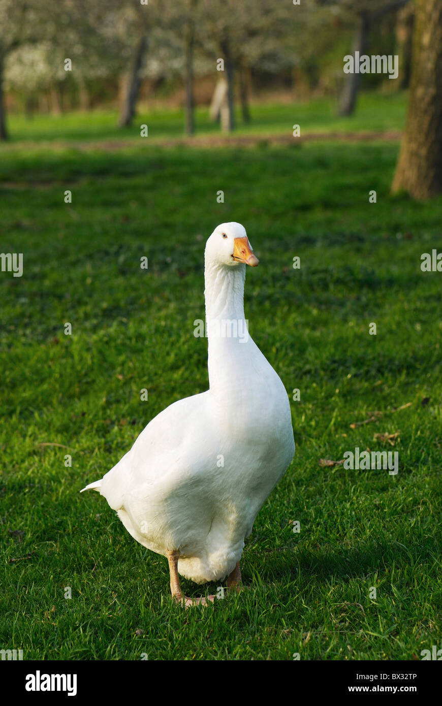 goose - standing on meadow Stock Photo - Alamy