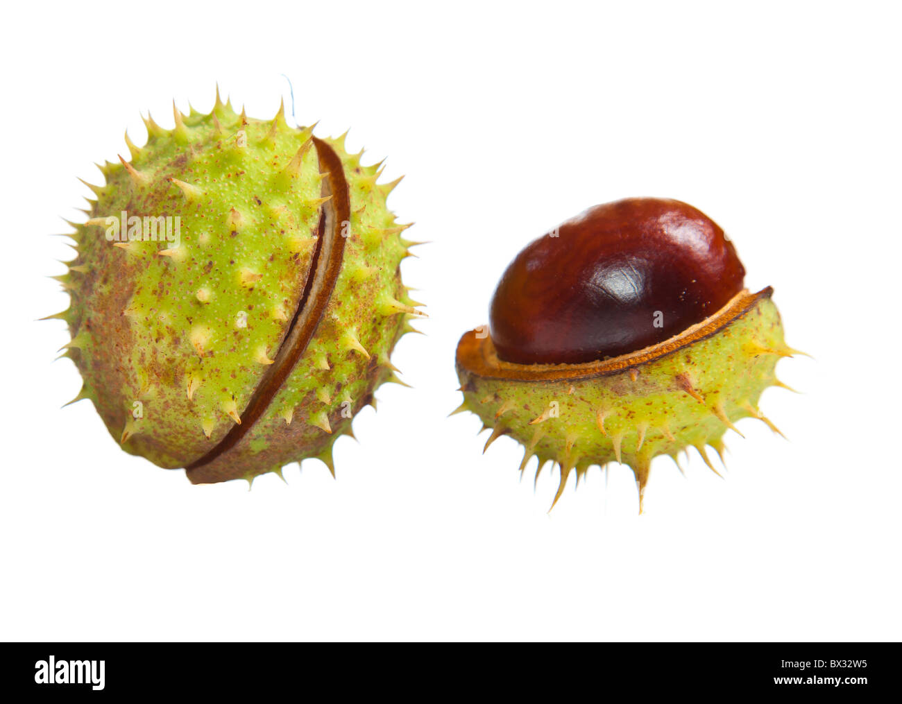composition of autumn colorful leaves and chestnuts Stock Photo - Alamy