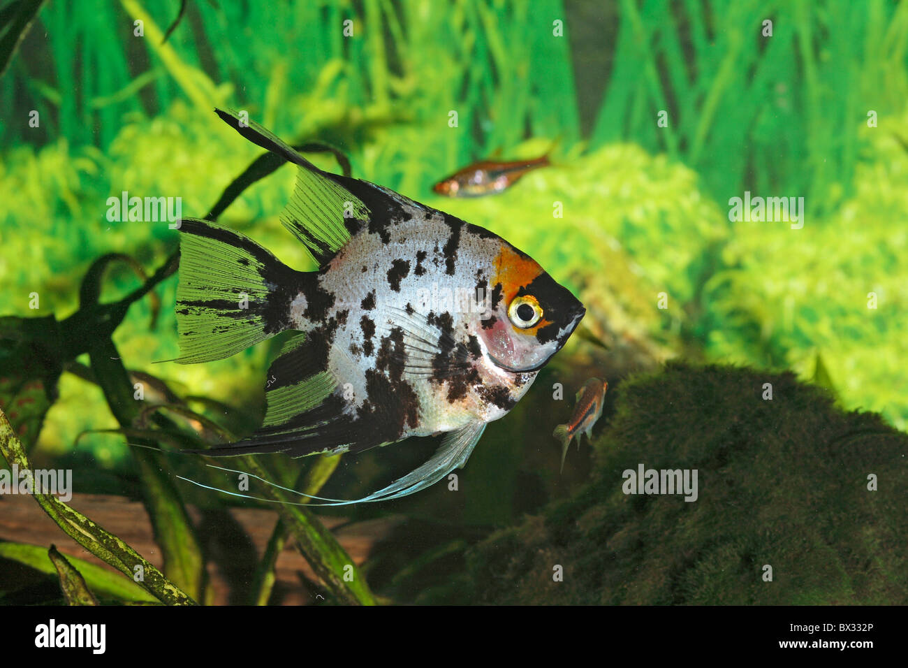 Angelfish pterophyllum scalare aquarium fishes hi-res stock photography ...