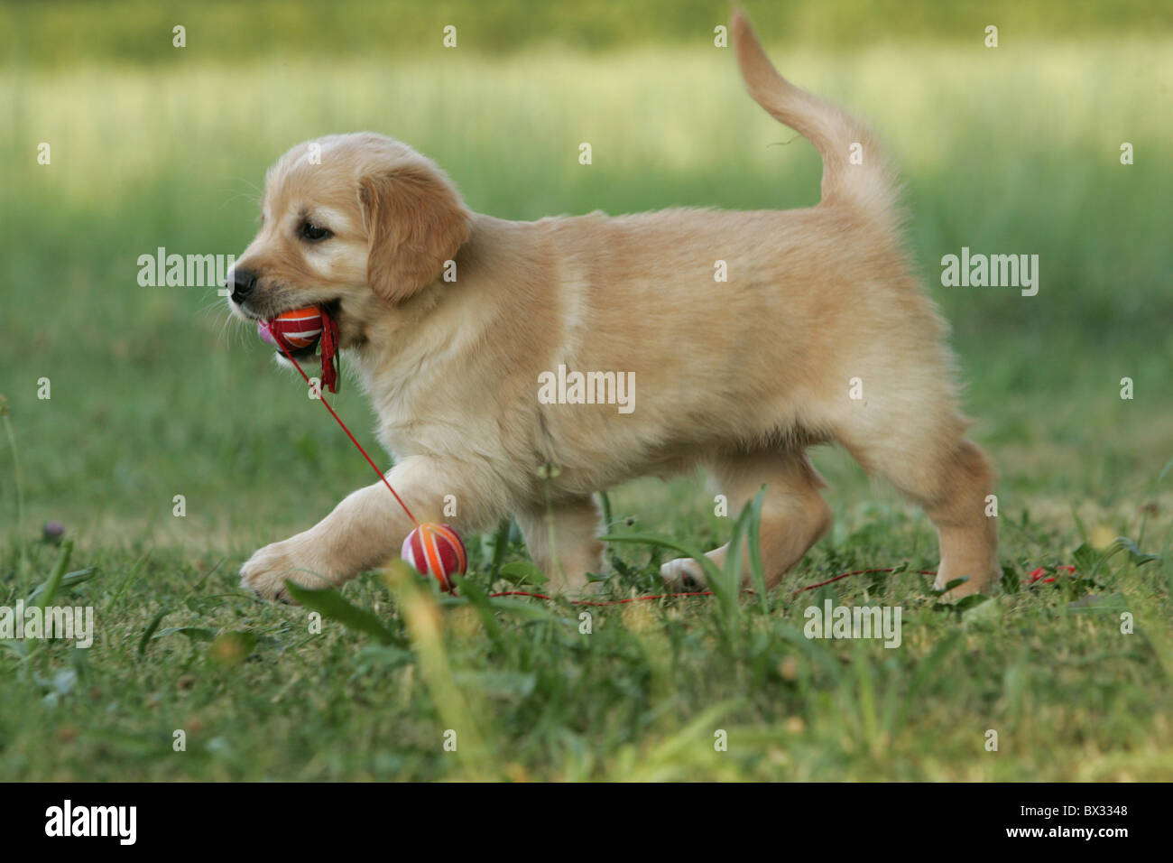 playing Golden Retriever Puppy Stock Photo - Alamy