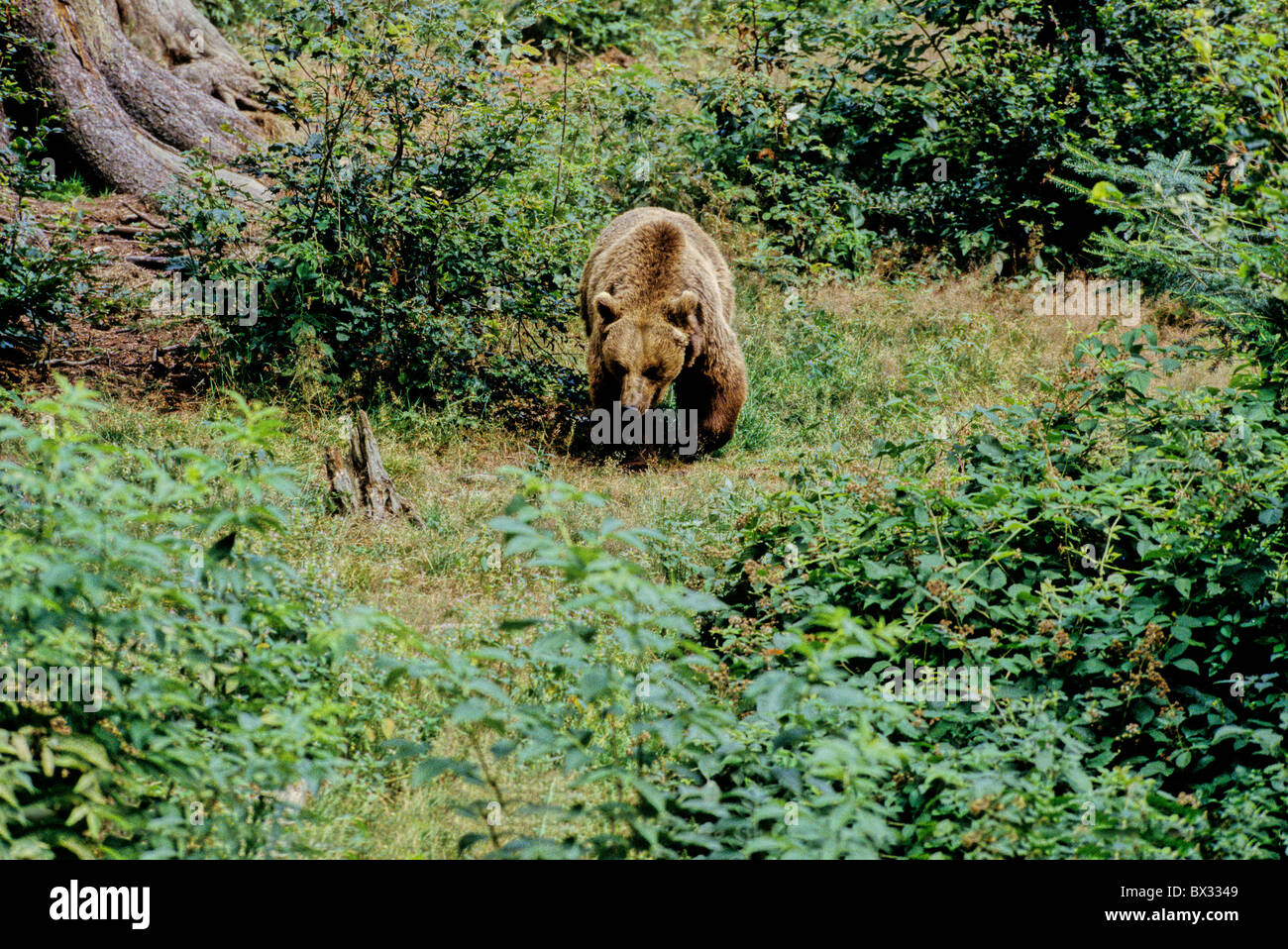 brown bear Ursus arctos bear bear animals animal Germany Europe ...