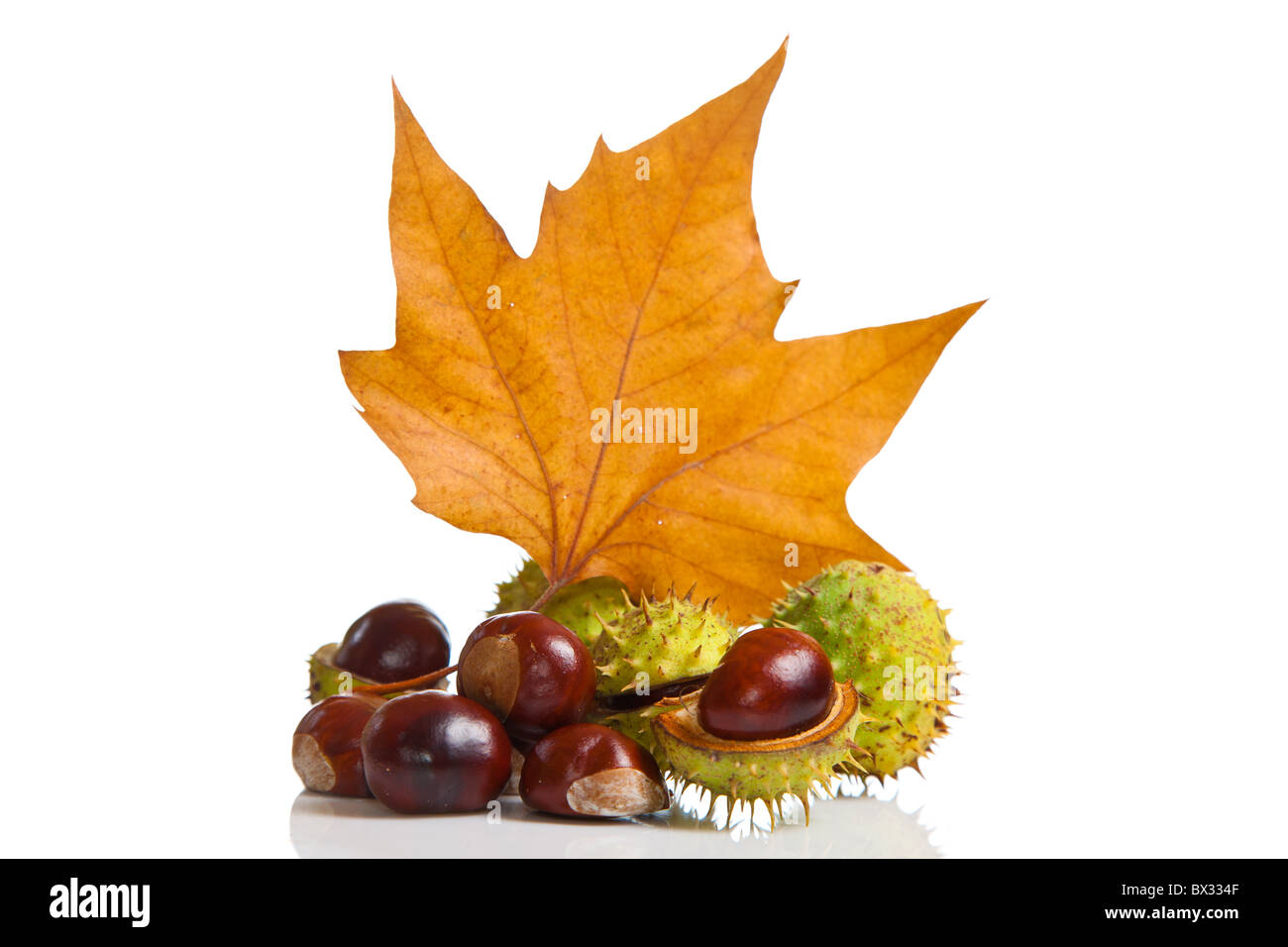 composition of autumn colorful leaves and chestnuts Stock Photo - Alamy