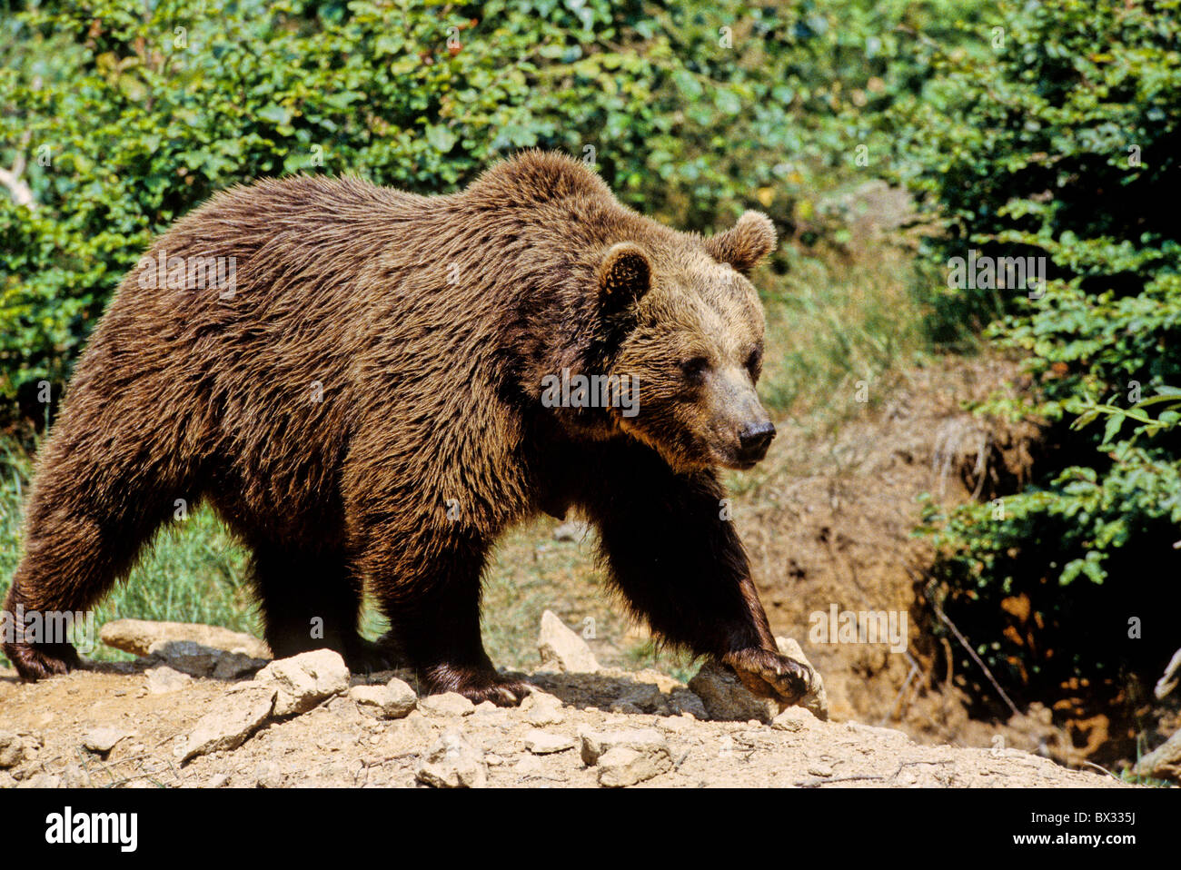 brown bear Ursus arctos bear bear animals animal Germany Europe ...