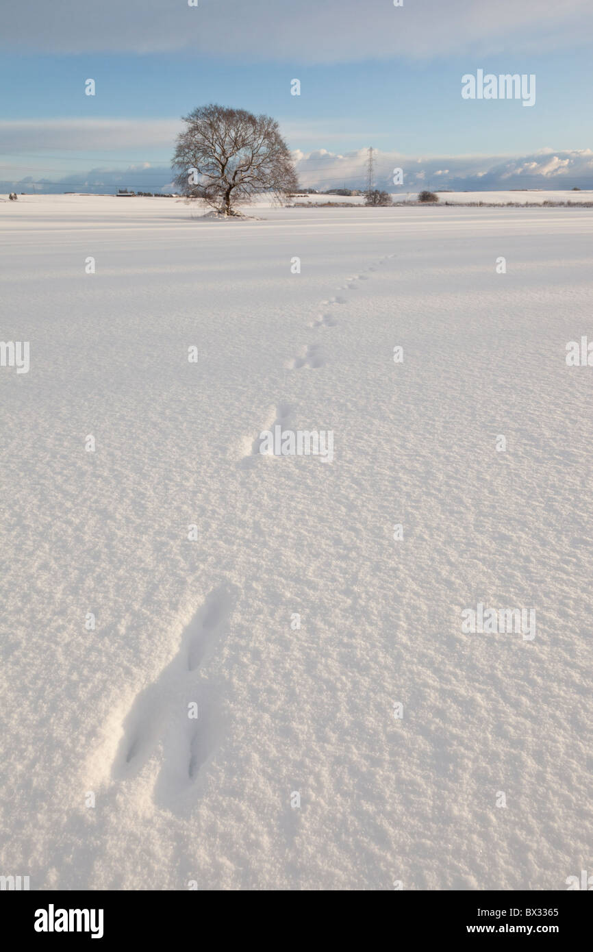 Hare footprints across fresh powder snow in a field with a lone tree ...