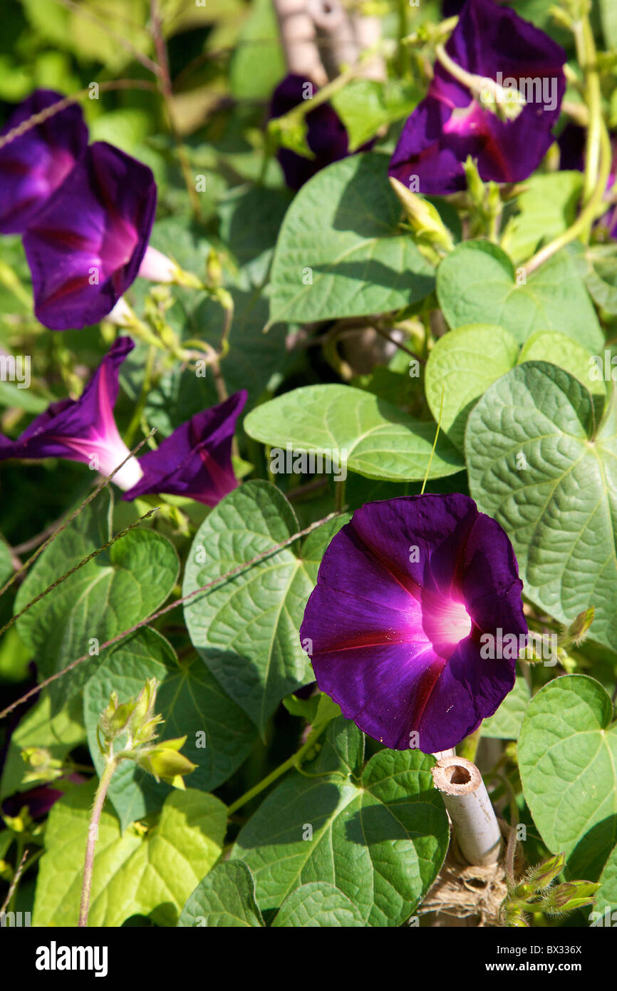 Pharbitis High Resolution Stock Photography and Images - Alamy