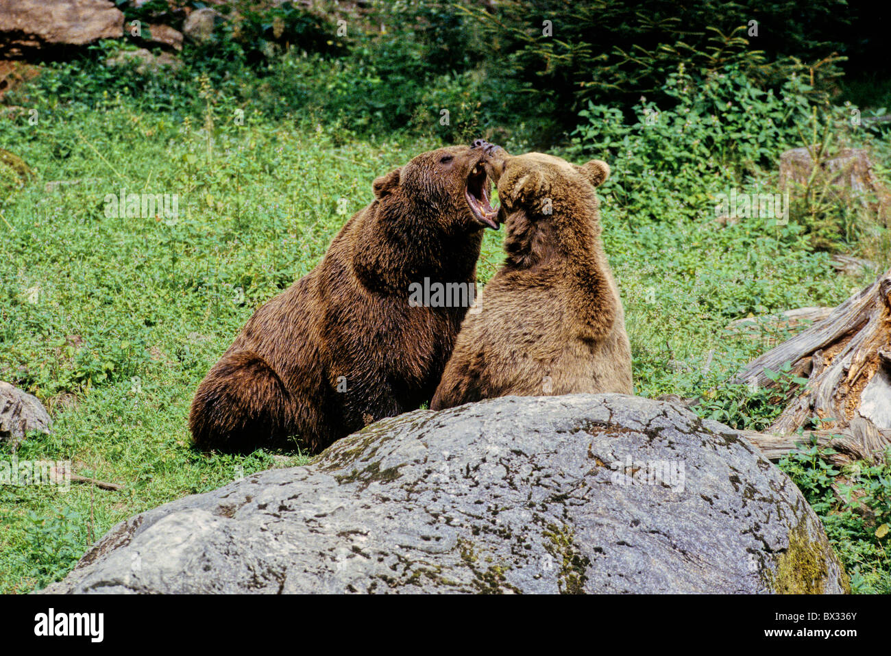 Games with animals hi-res stock photography and images - Alamy