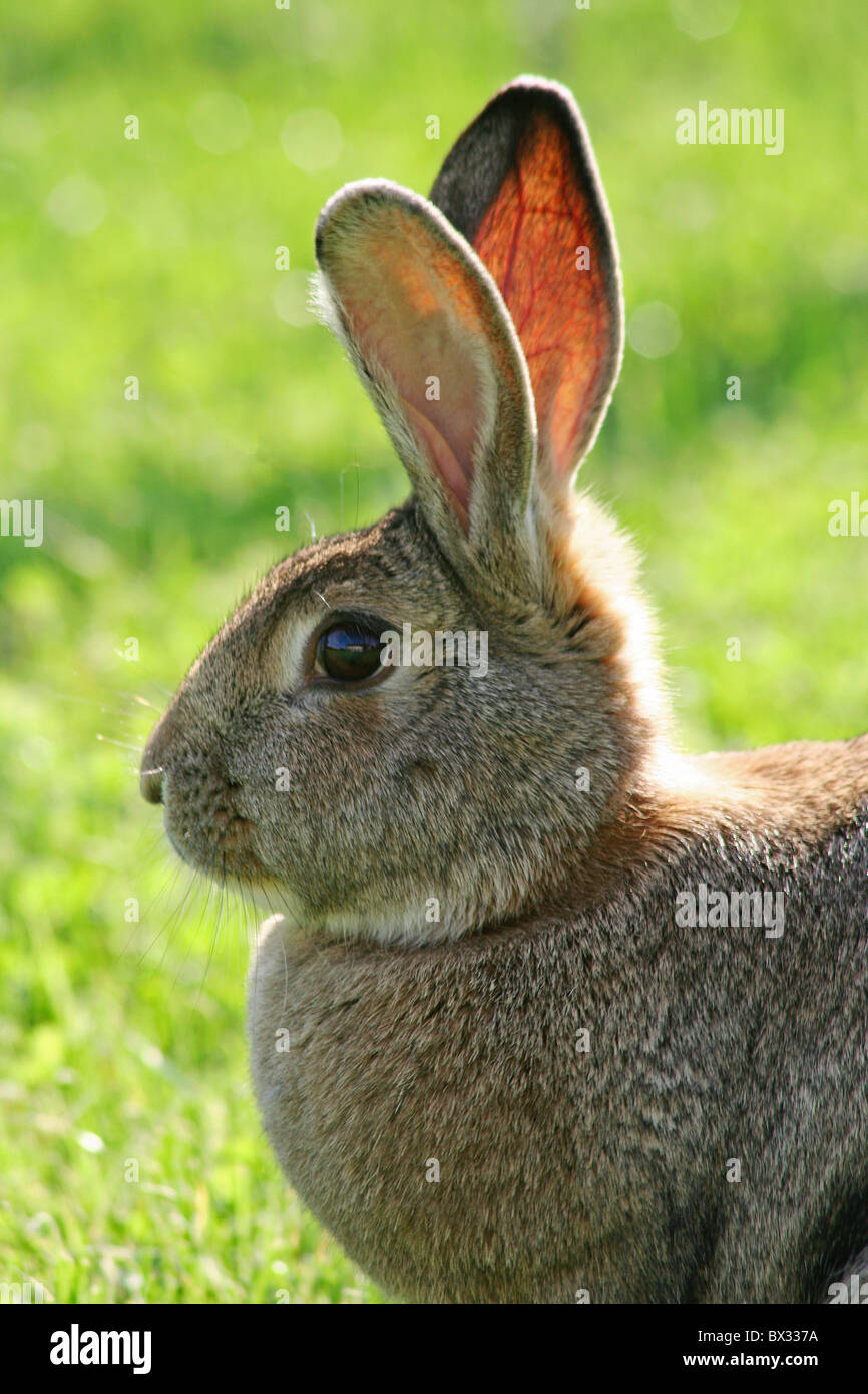 rabbit - portrait Stock Photo - Alamy