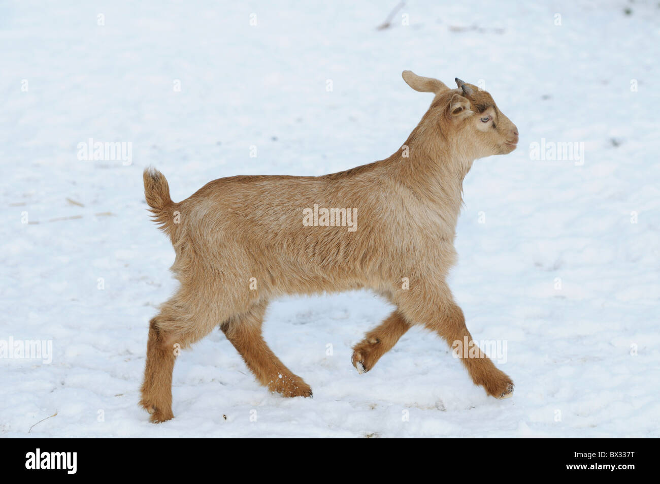 young Boar goat in snow Stock Photo - Alamy
