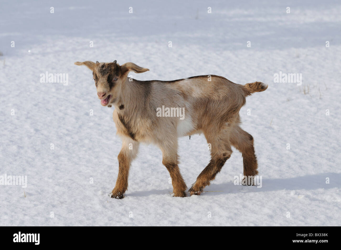 Boar goats hi-res stock photography and images - Alamy