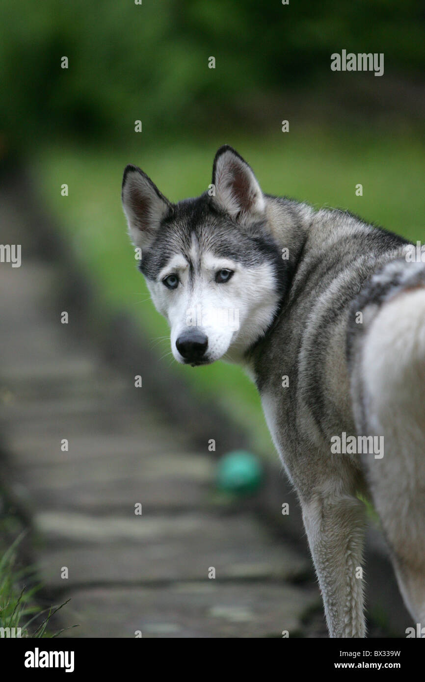 Siberian Husky Portrait Stock Photo - Alamy