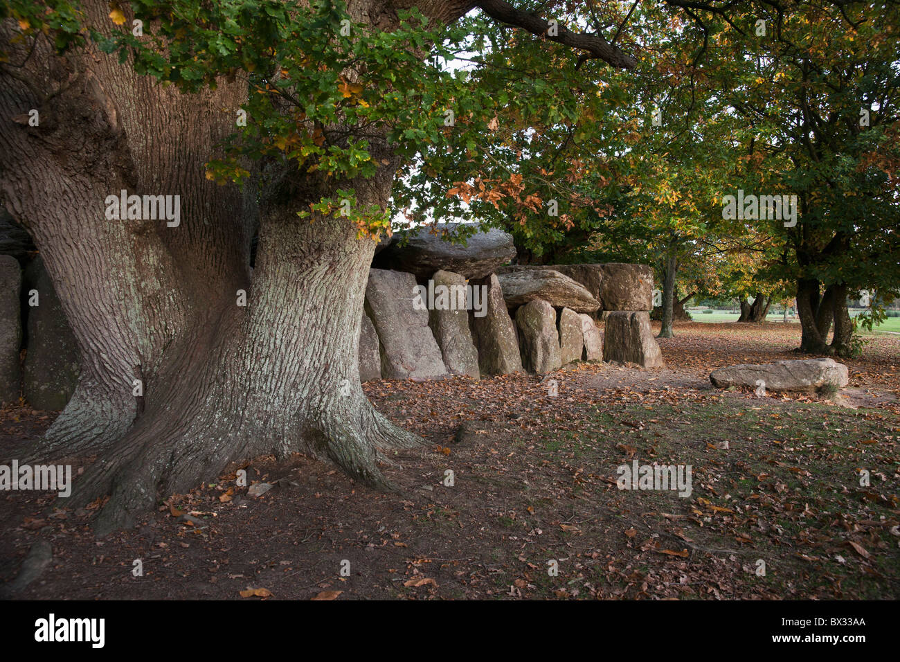 300 Year Old Oak Tree And Megaliths; Esse, France Stock Photo - Alamy