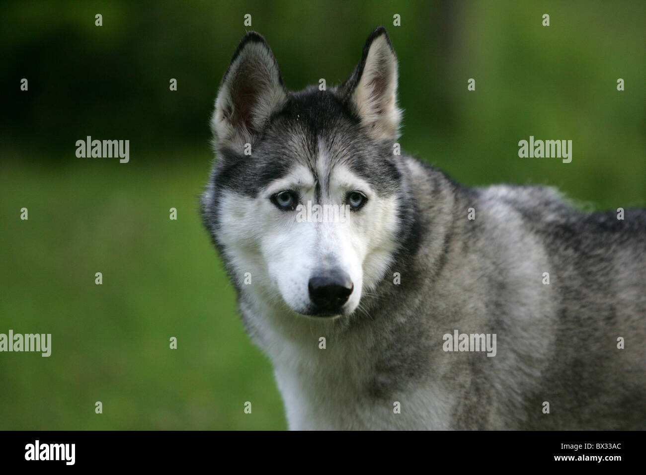 Siberian Husky Portrait Stock Photo - Alamy