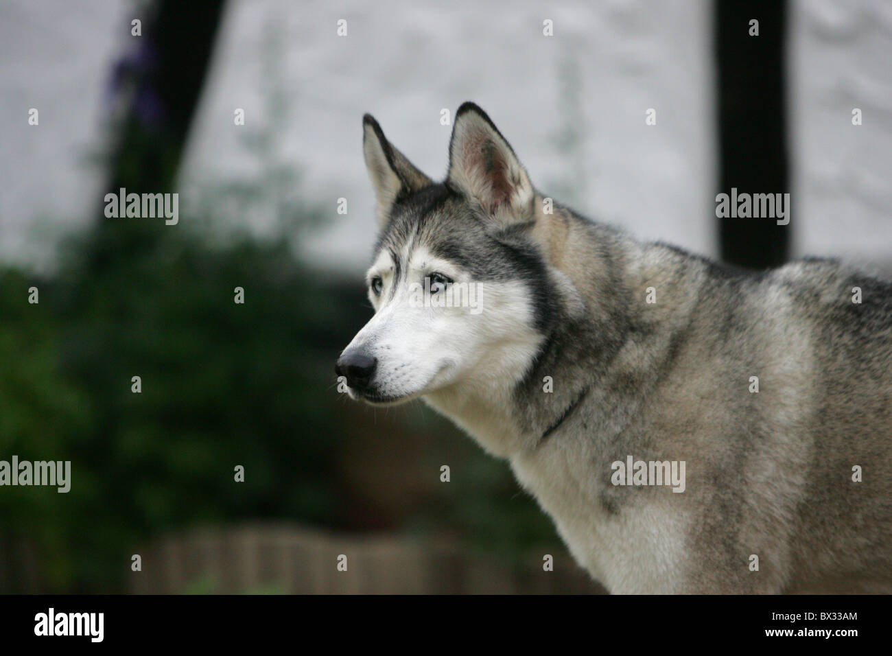 Siberian Husky Portrait Stock Photo - Alamy