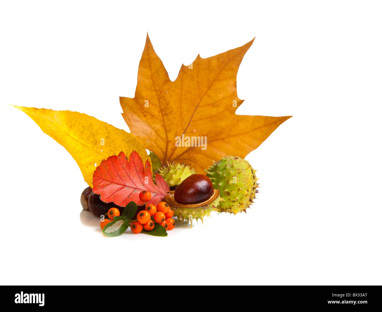 Chestnut capsule Cut Out Stock Images & Pictures - Alamy