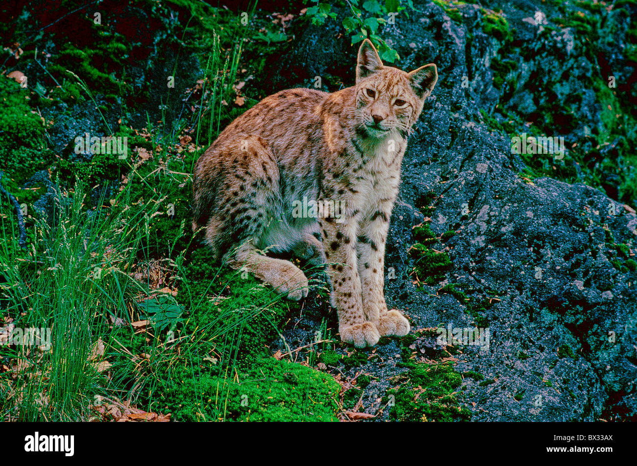 Eurasian lynx Lynx lynx animals animal Germany Europe Bavarian Forest ...