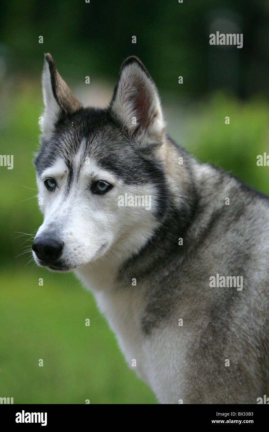 Siberian Husky Portrait Stock Photo - Alamy