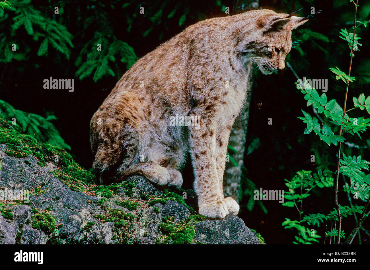 Eurasian lynx Lynx lynx animals animal Germany Europe Bavarian Forest ...