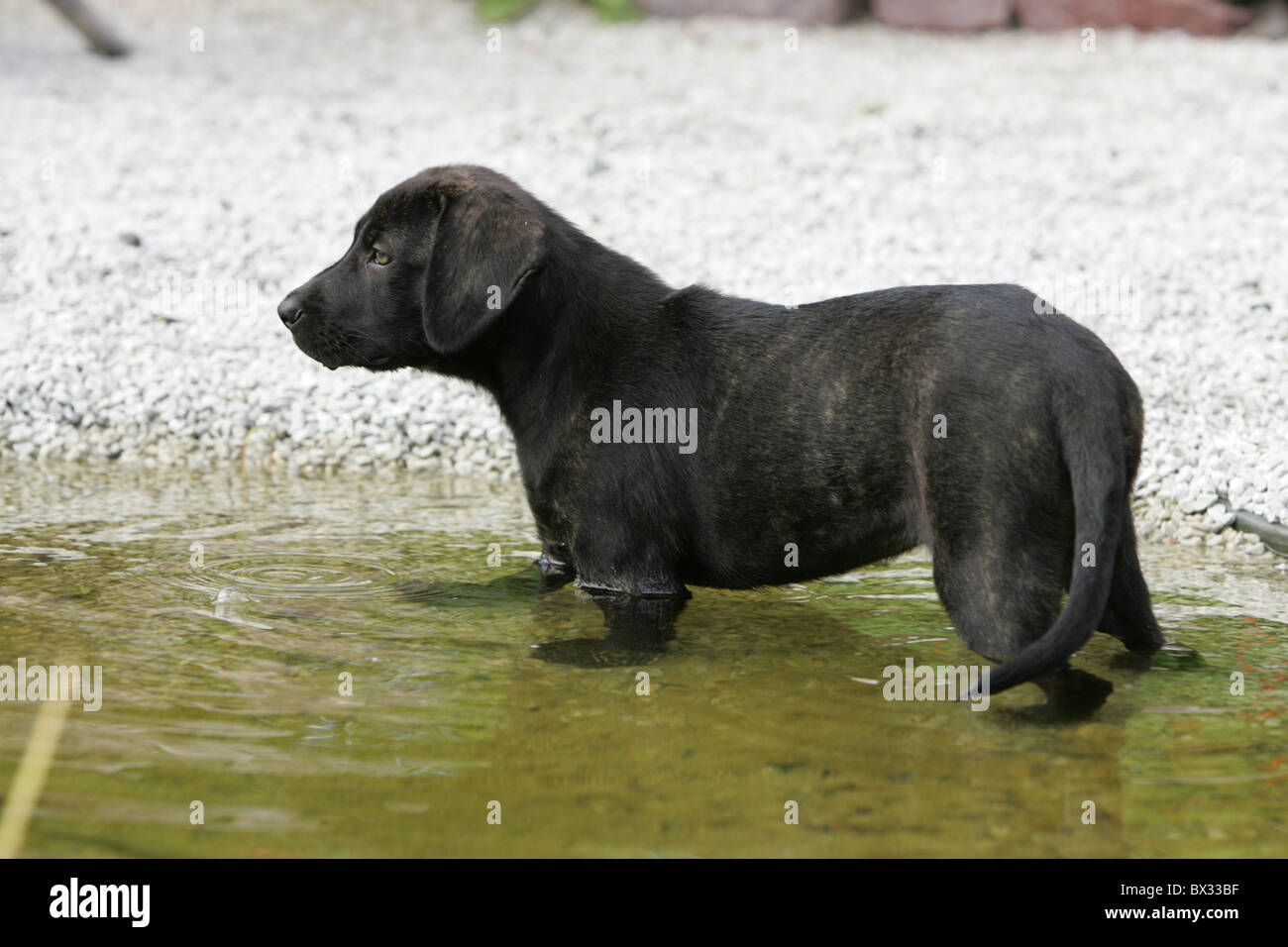 Cao de Castro Laboreiro Puppy Stock Photo - Alamy