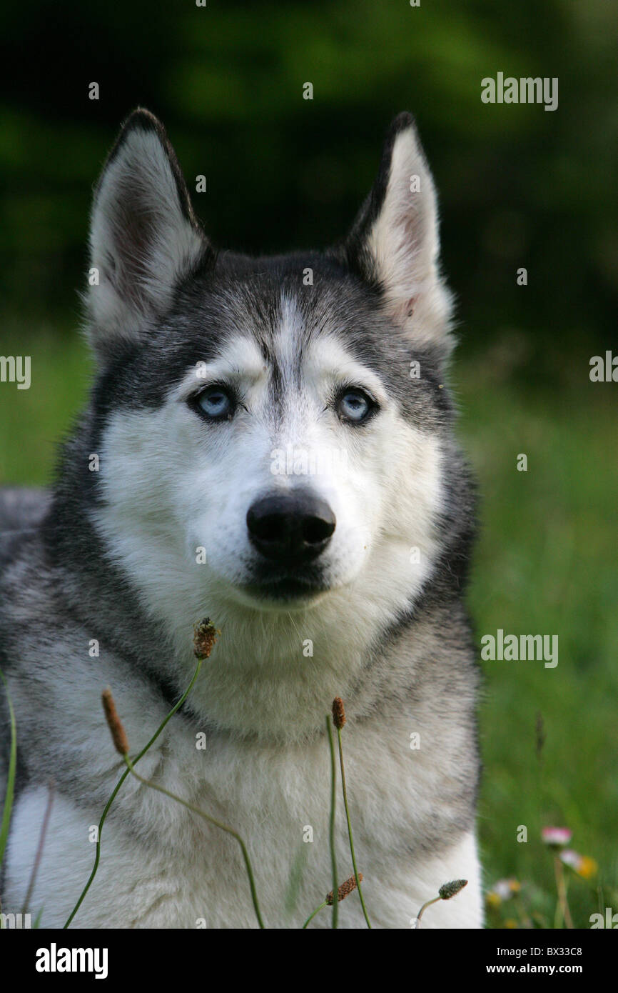 Siberian Husky Portrait Stock Photo - Alamy