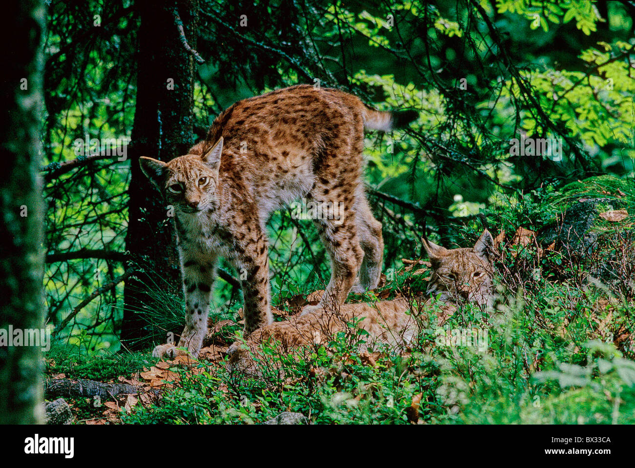Eurasian lynx Lynx lynx two young animals animals animal Germany Europe ...