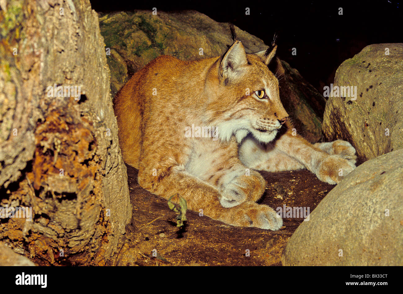 Eurasian lynx Lynx lynx animals animal Germany Europe Bavarian Forest ...