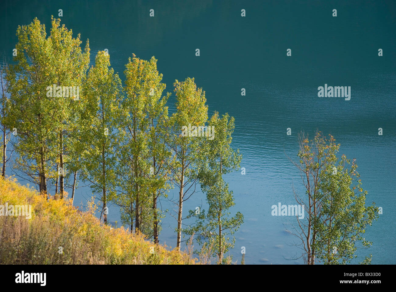 Birch tree line at Wolong Bay, Kanas, Northern Xinjiang, China Stock ...