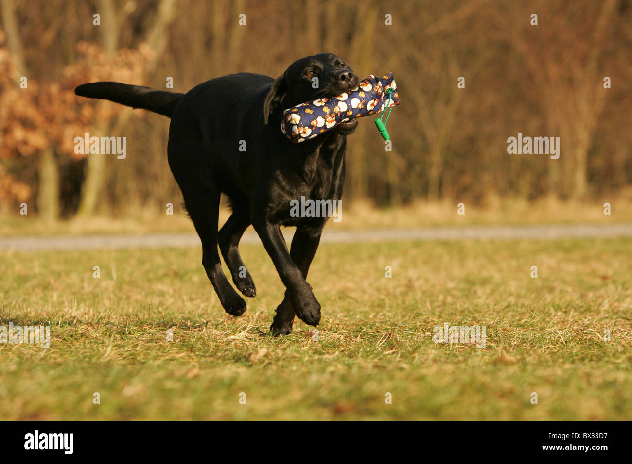 playing Labrador Retriever Stock Photo - Alamy