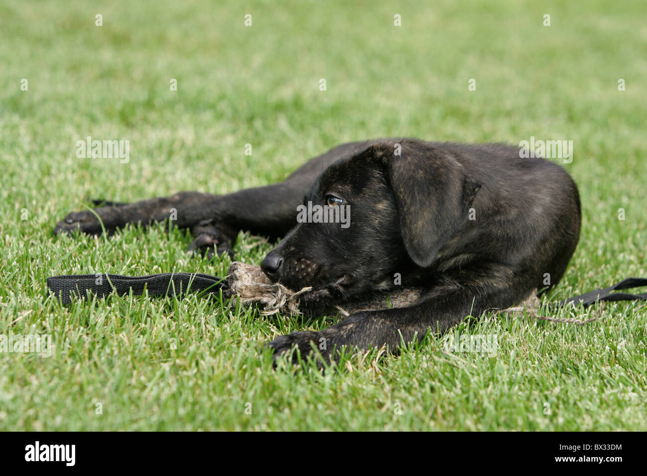 Cao de Castro Laboreiro Puppy Stock Photo - Alamy