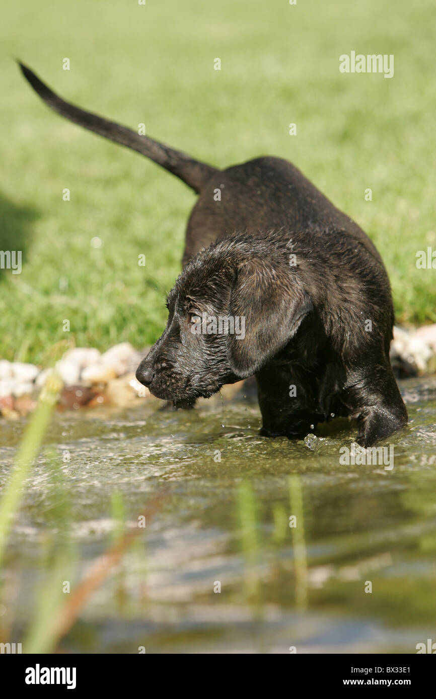 Cao de Castro Laboreiro Puppy Stock Photo - Alamy