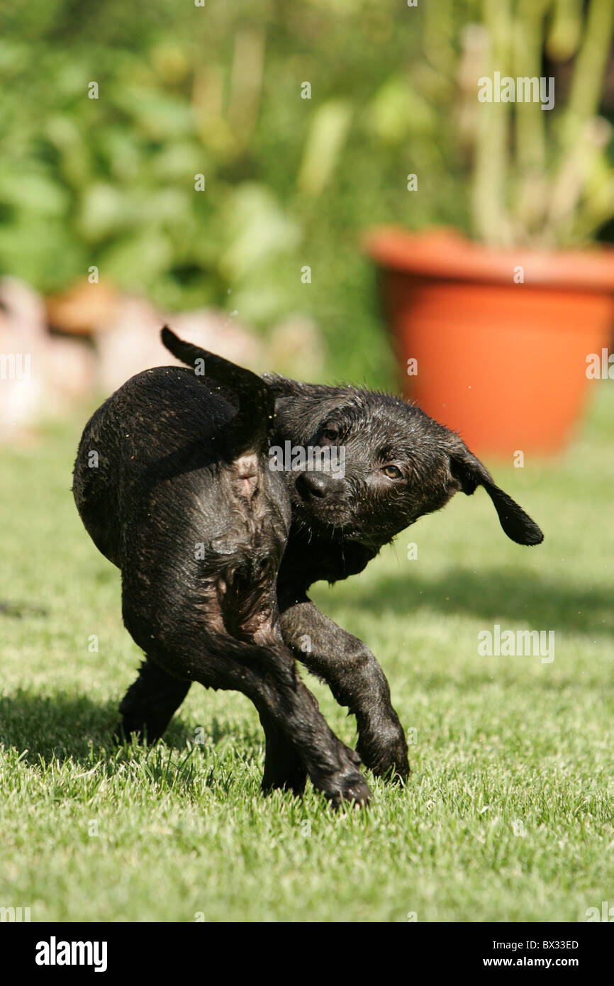 Cao de Castro Laboreiro Puppy Stock Photo - Alamy