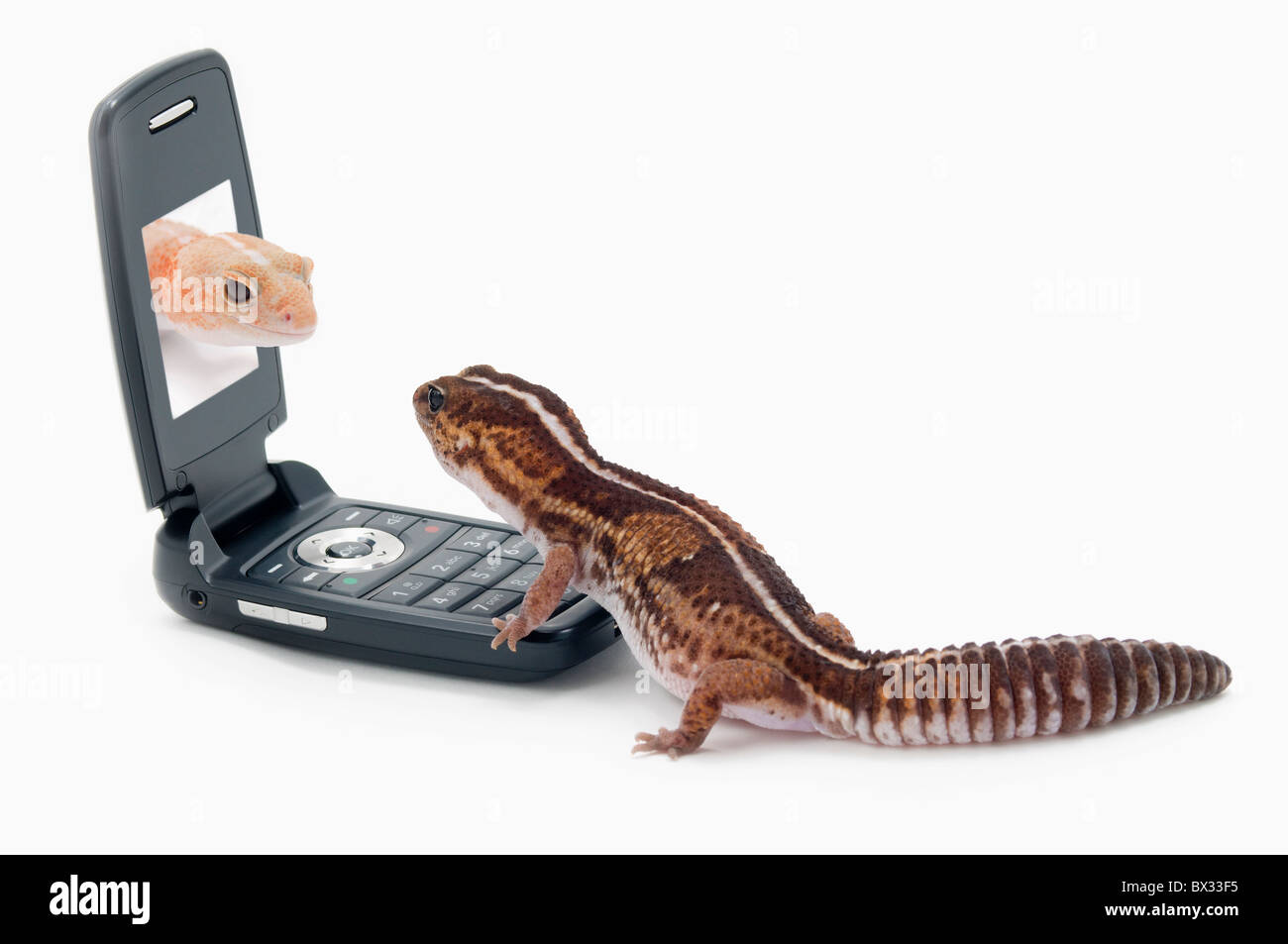 Geckos Socializing On A Cell Phone Stock Photo - Alamy