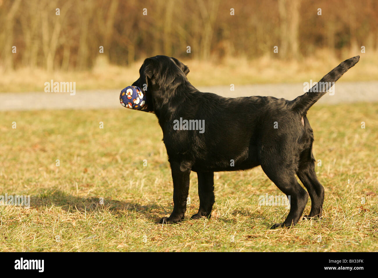 young Labrador Retriever Stock Photo - Alamy